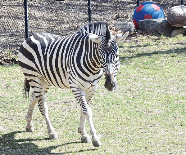 Conservation Day activities planned at zoo on Saturday | News, Sports ...